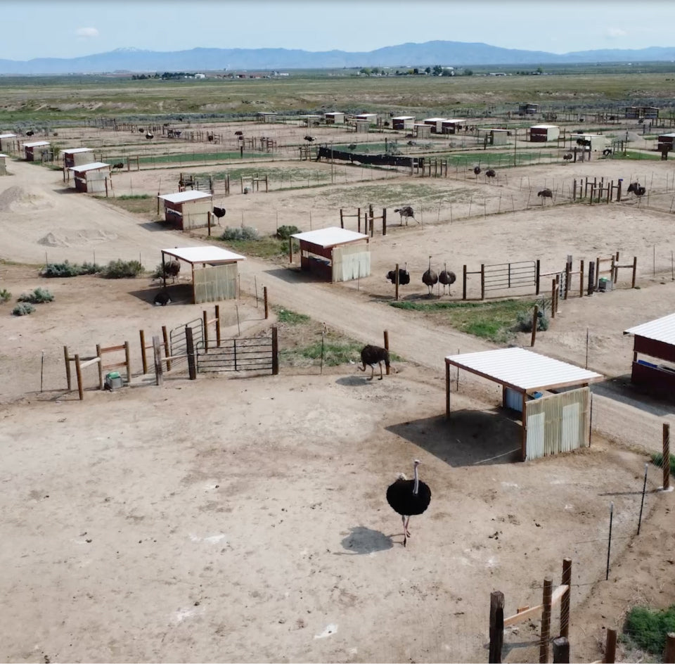 About – American Ostrich Farms