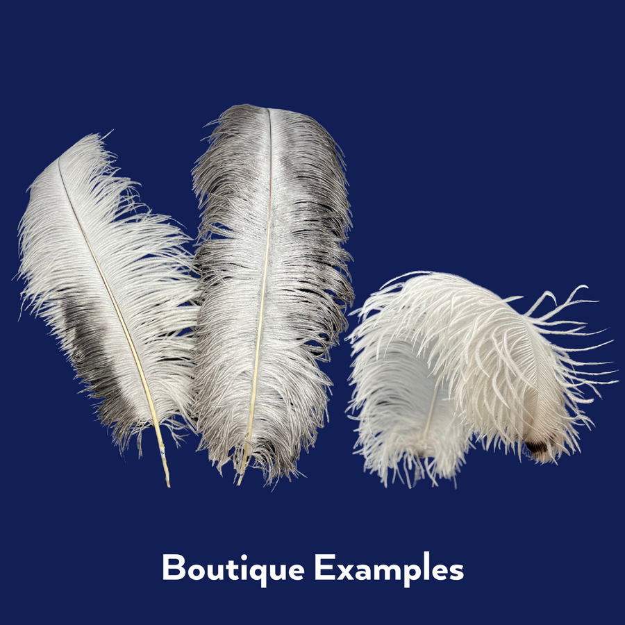 Buy Genuine Ostrich Feathers | American Ostrich Farms